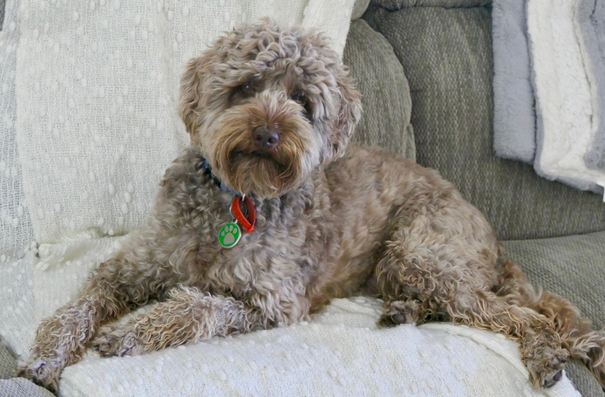 Mr Tilly gets a bath – Life of Riley – on whatever