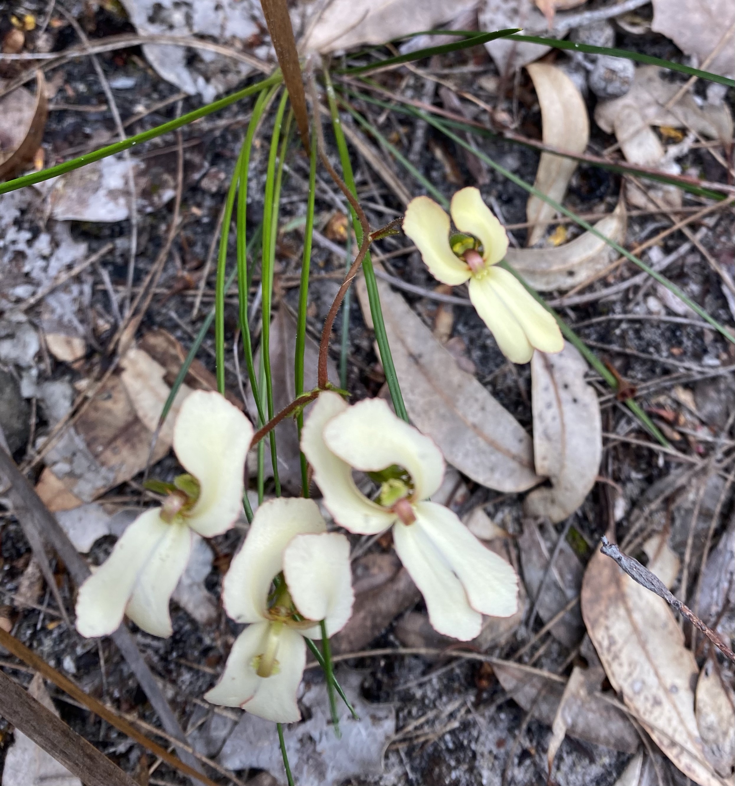 Nannup – the Kondil Wildflower Walk – Life of Riley – on whatever